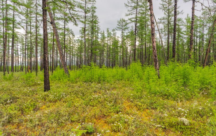 Day tour to Chara Sands | Rusmania